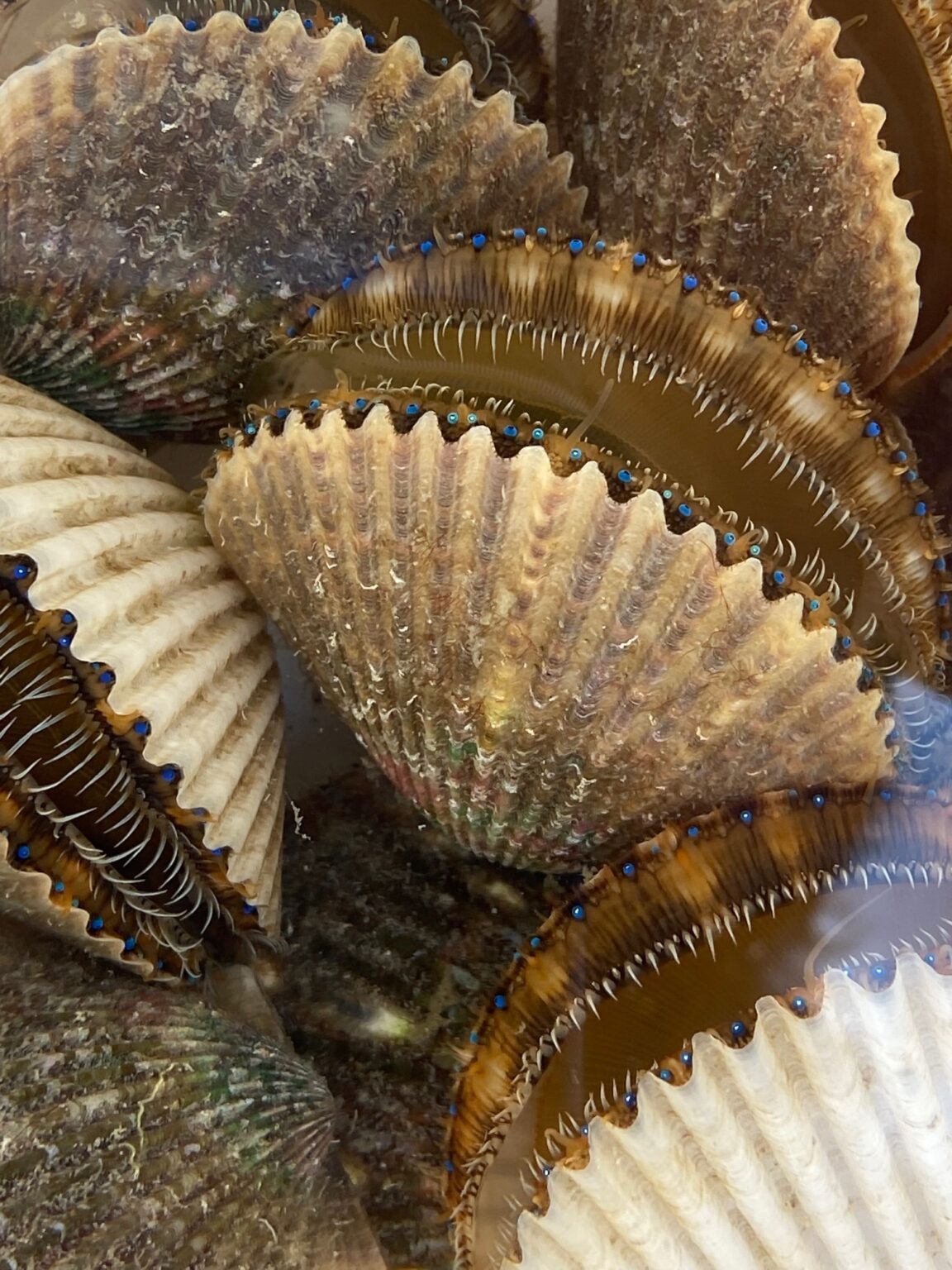 Scalloping - All Shores Outdoors